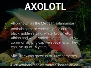 Latin America Animals | PDF