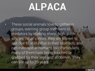 Latin America Animals | PPT