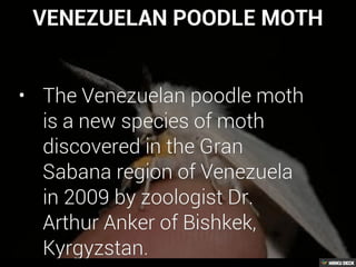 Latin America Animals | PPT
