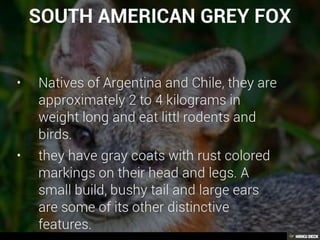 Latin America Animals | PPT