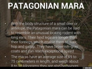 Latin America Animals | PPT