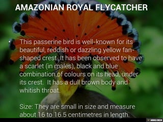 Latin America Animals | PDF