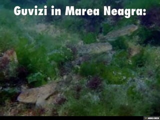Ecosistemul Marii Negre | PPT
