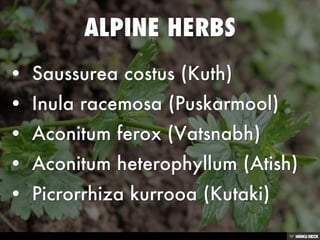 ALPINE HERBAL HUB | PPT