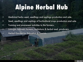 ALPINE HERBAL HUB | PPT
