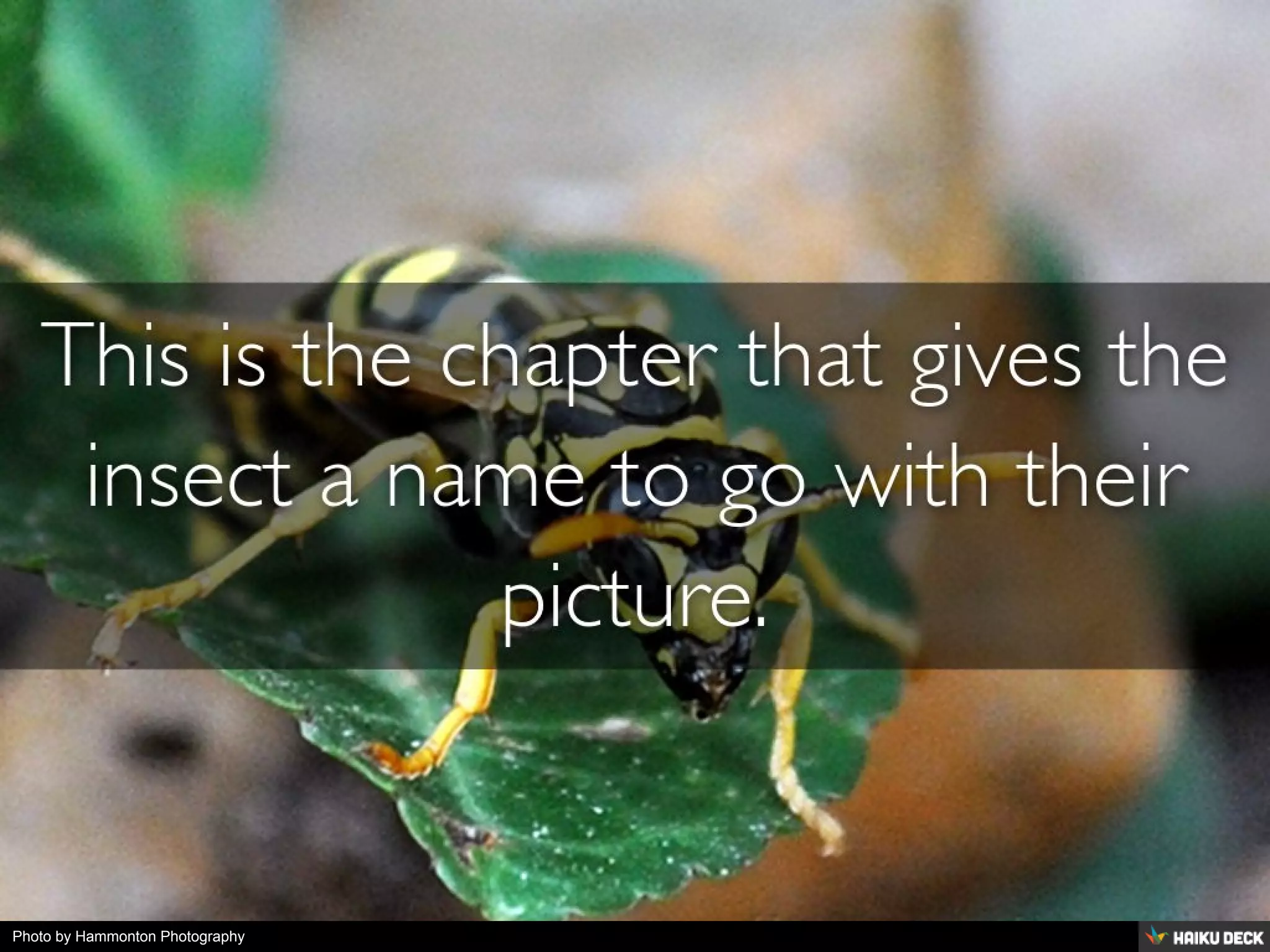 Insect Classification | PDF