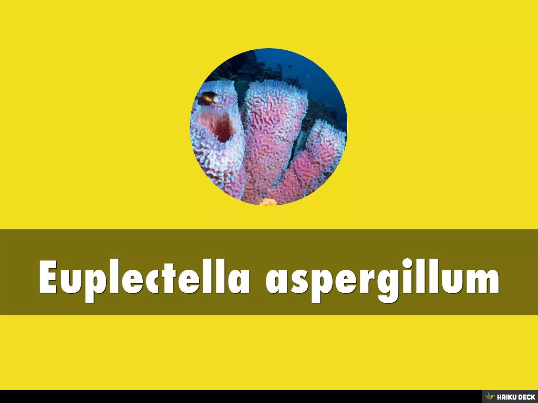 Euplectella aspergillum | PDF