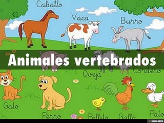 Animales vertebrados | PPT