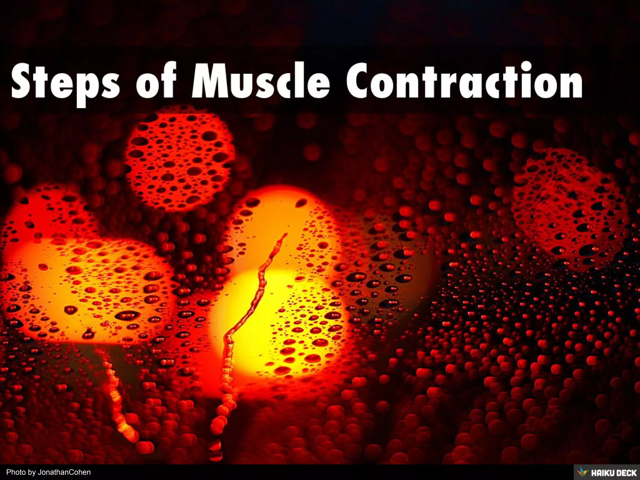 Steps of Muscle Contraction | PDF