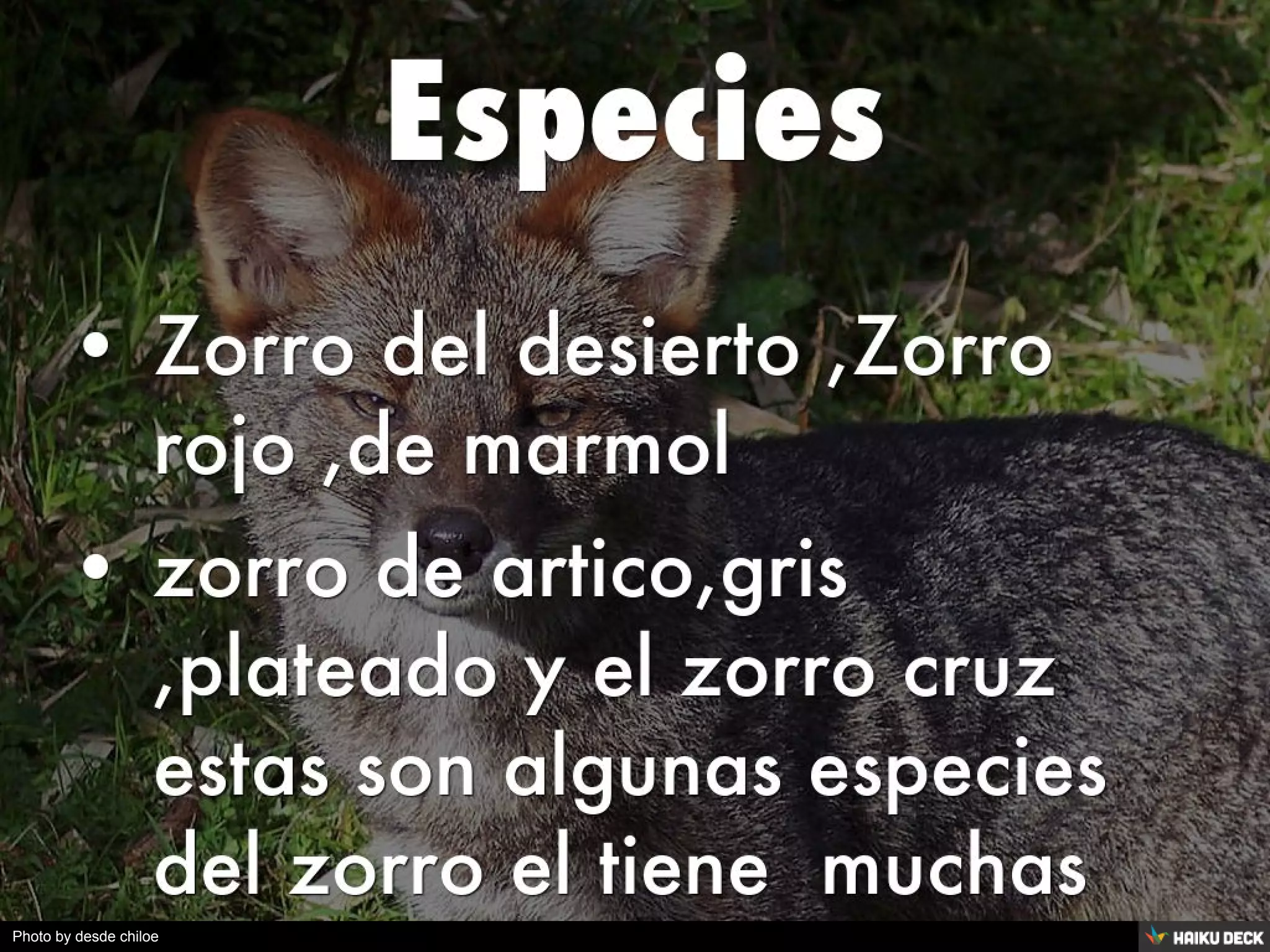 el zorro uno delos animales mas listos | PDF