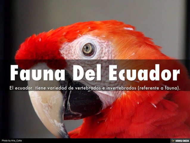 Fauna Del Ecuador | PDF