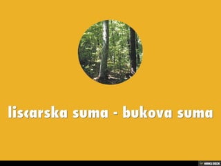 Sumski ekosistem | PPT