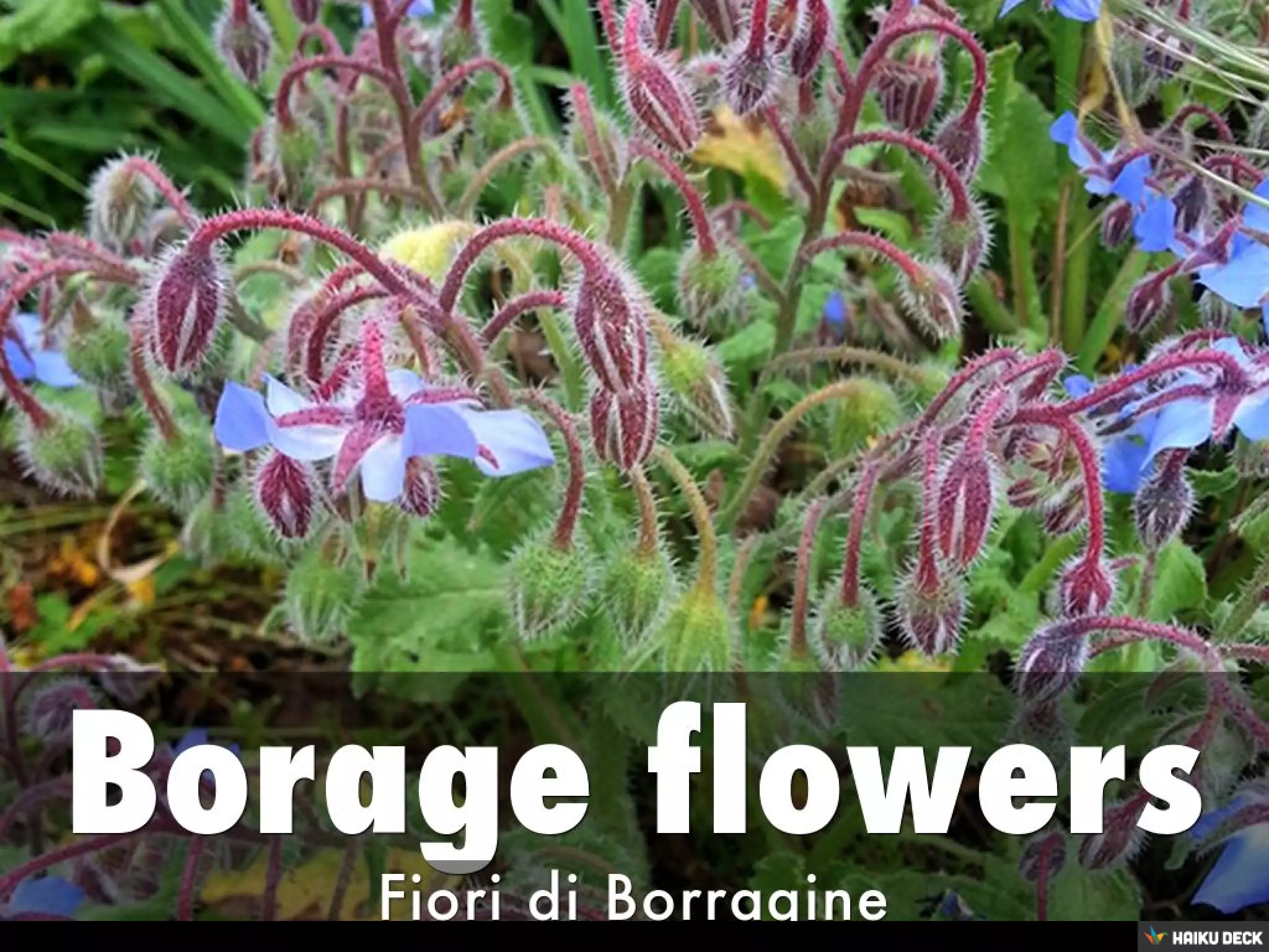 Borage flowers | PDF