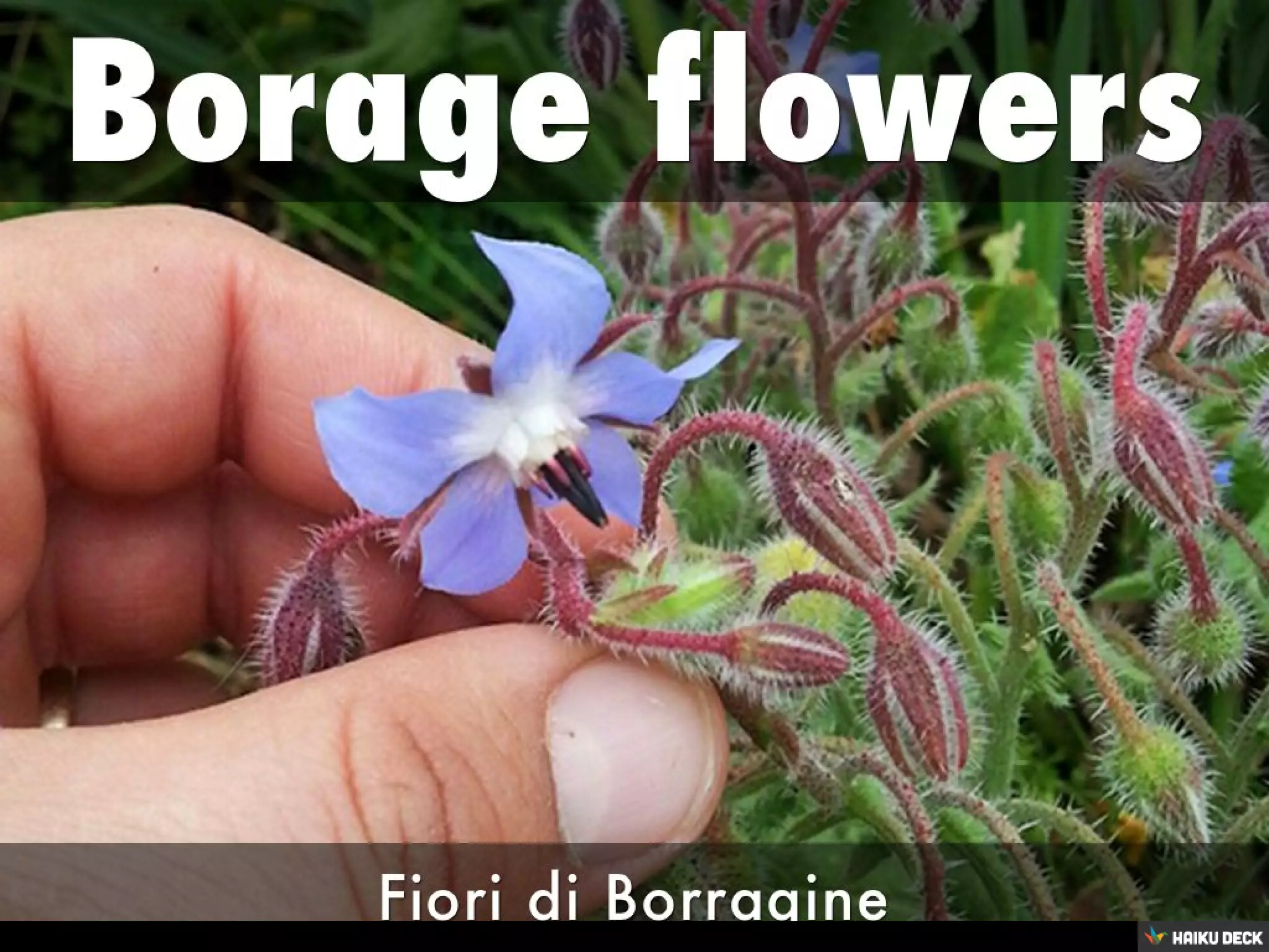 Borage flowers | PDF