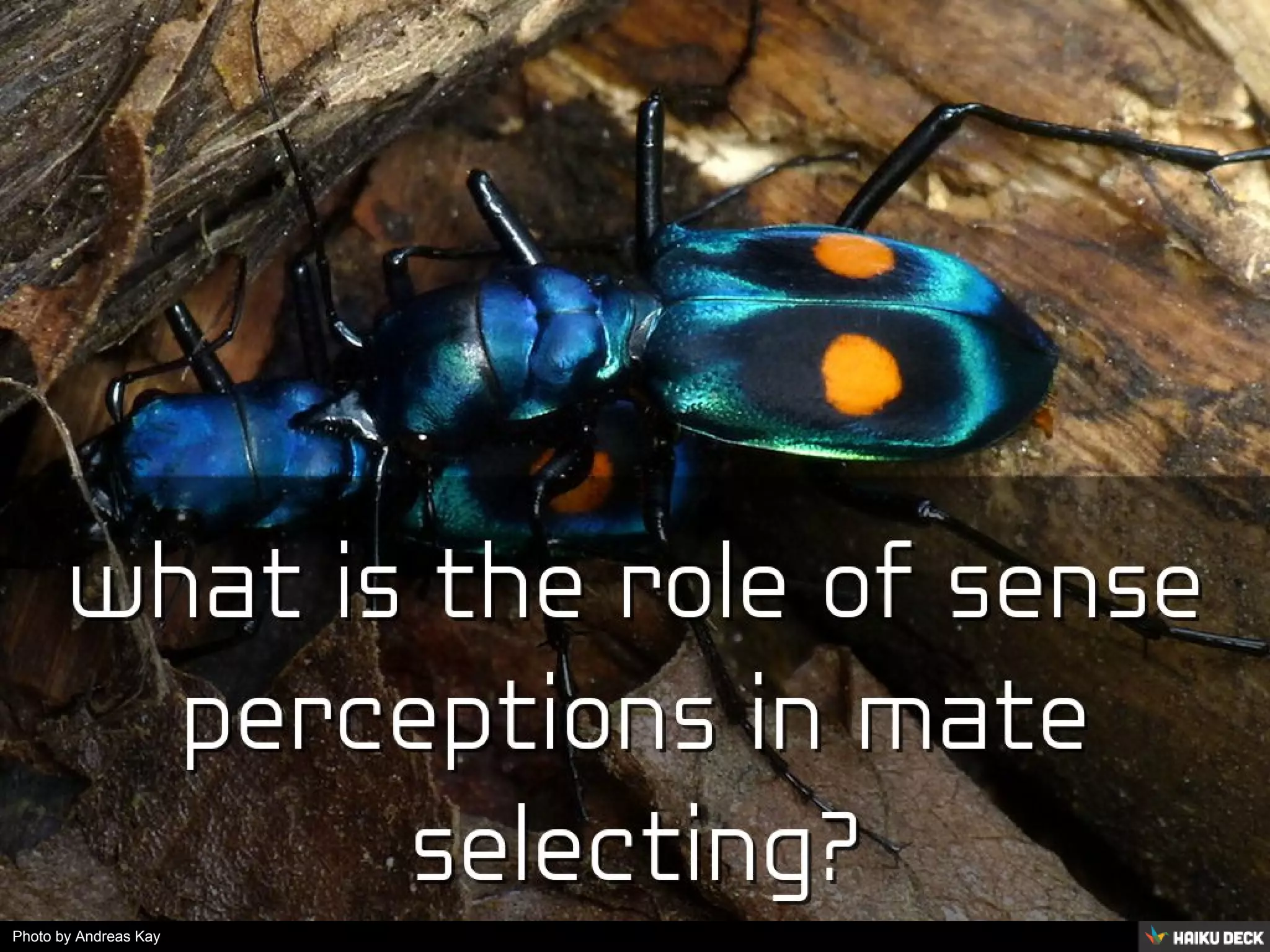 Sense Perception in relation to the Natural Sciences | PDF