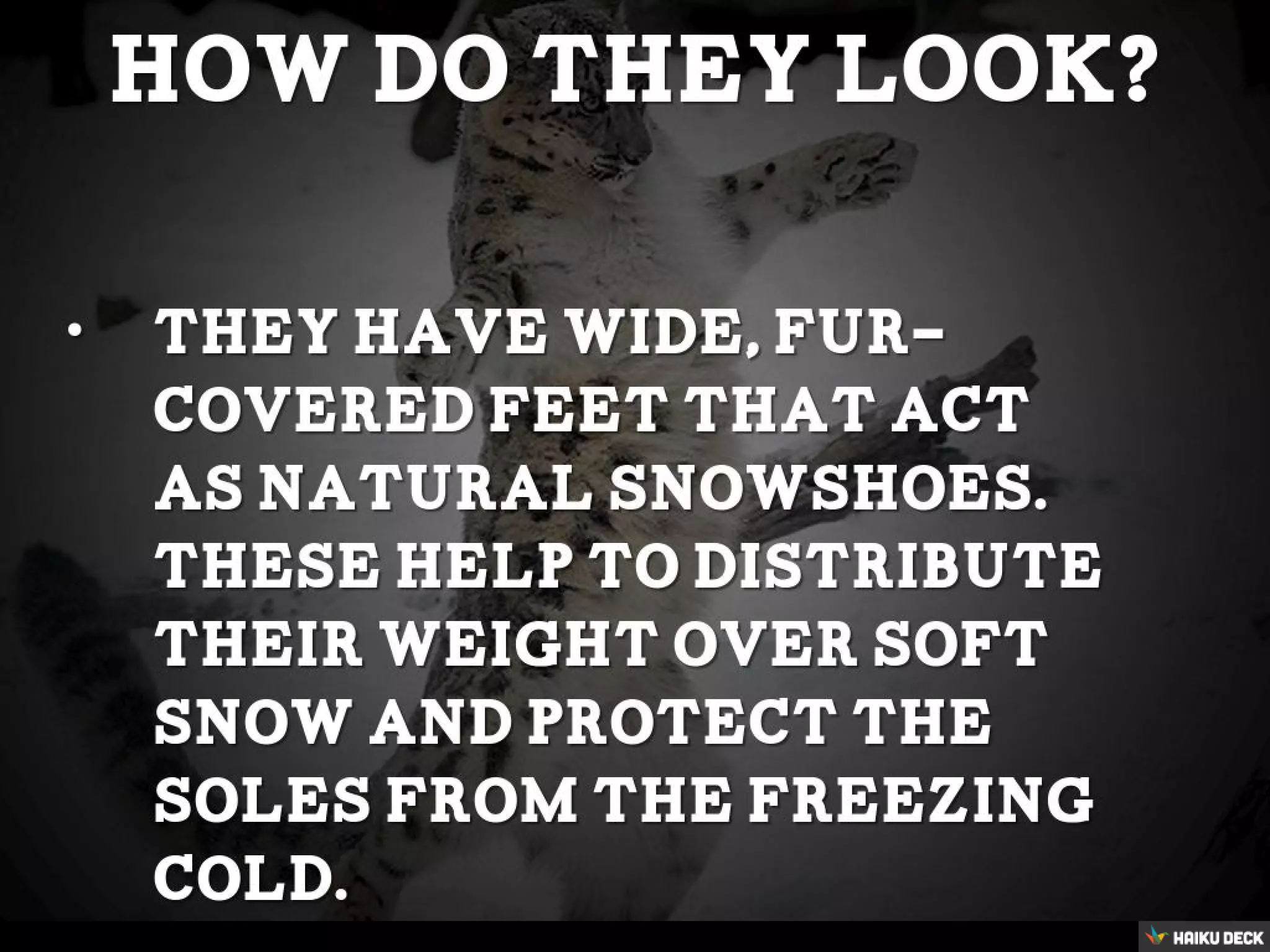 Snow leopard | PPT