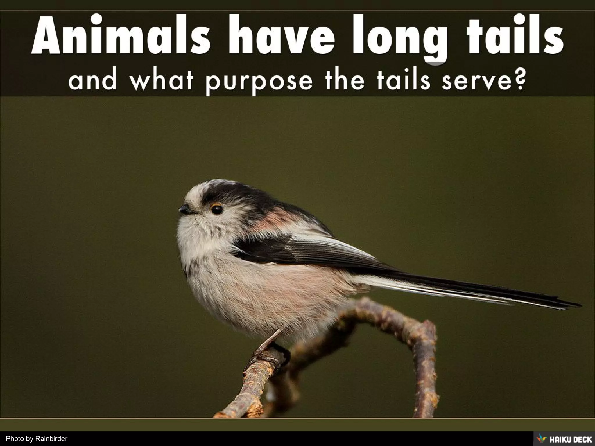 Long-Tail Based Strategies | PDF