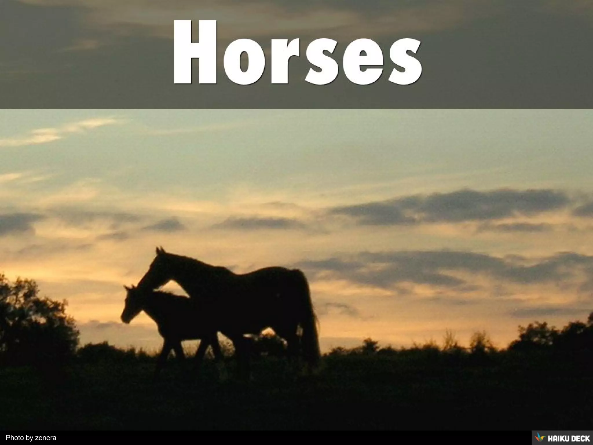 Horses | PPT