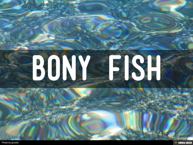 Bony Fish | PDF | Fish and Aquariums | Pets