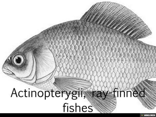 Bony Fish | PDF