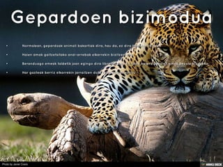 GEPARDOA | PDF