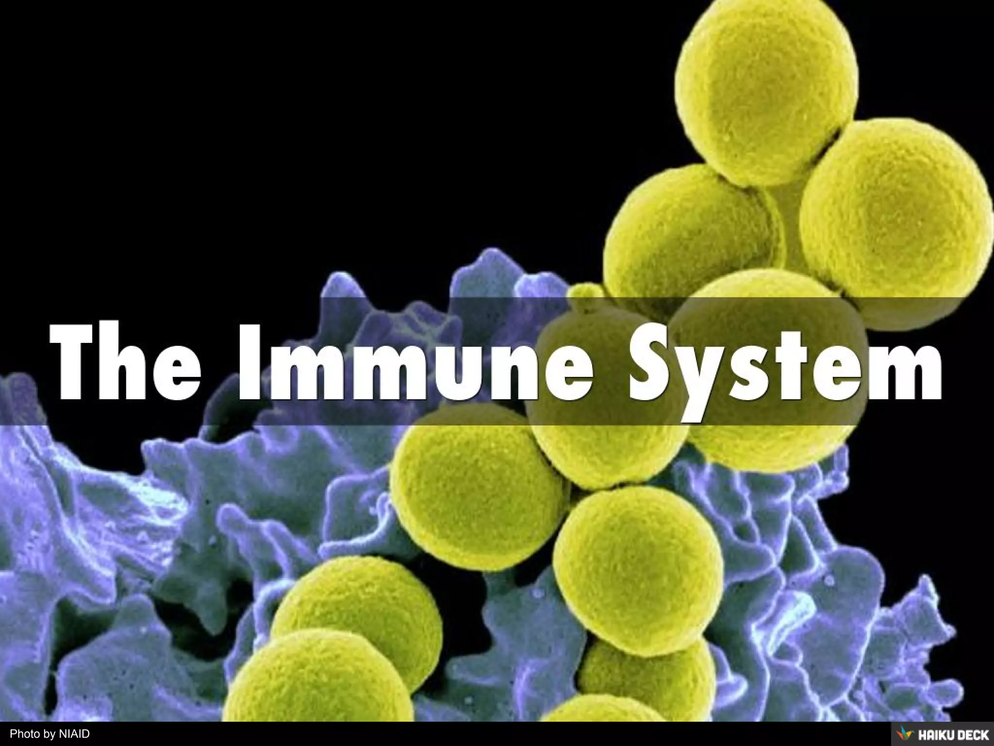 The Brain and immune system | PPT