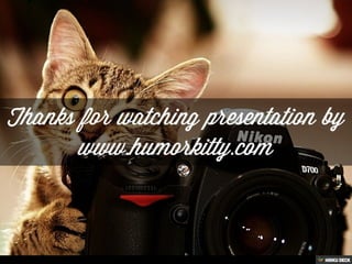 10 Funniest Cats with Many Moods | PDF