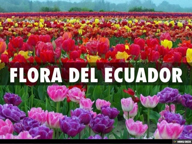 FLORA DEL ECUADOR
