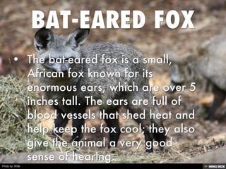 African Animals | PDF