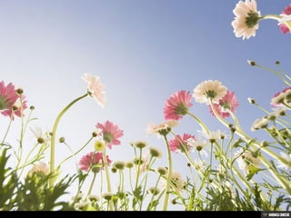 Untitled Presentation | PPT