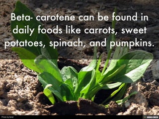 Nutrition Facts For Eye Care | Ralph Cotran | PDF