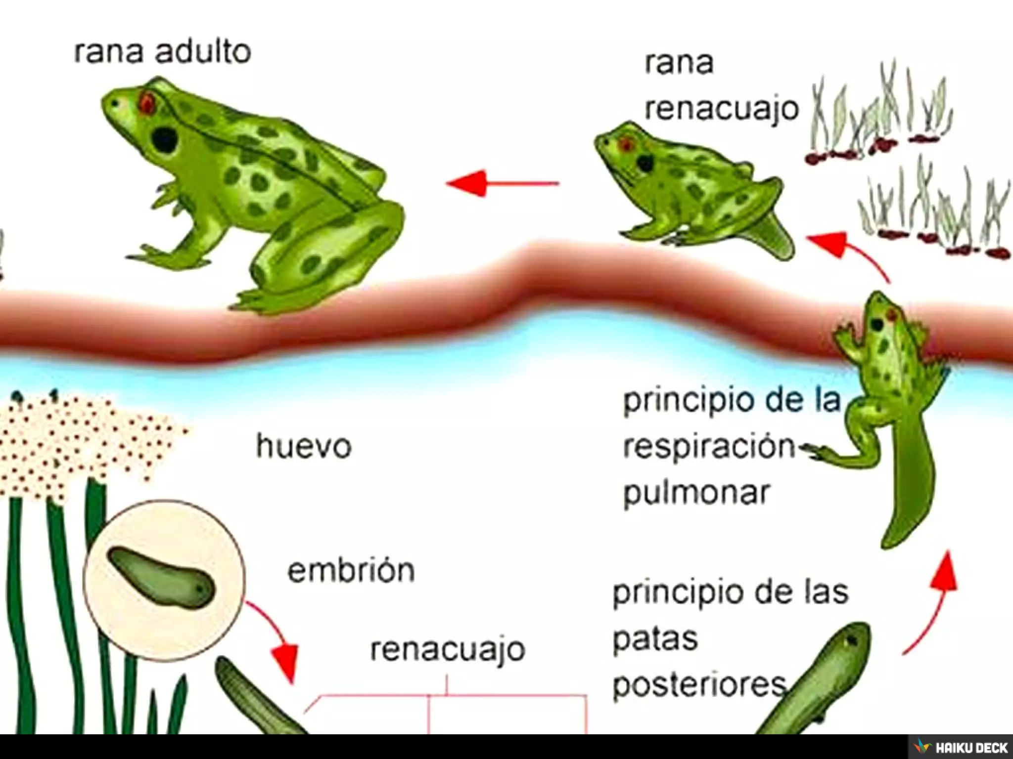 METAMORFOSIS EN ANFIBIOS | PDF