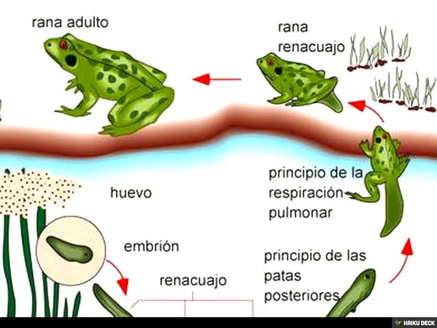 METAMORFOSIS EN ANFIBIOS | PDF
