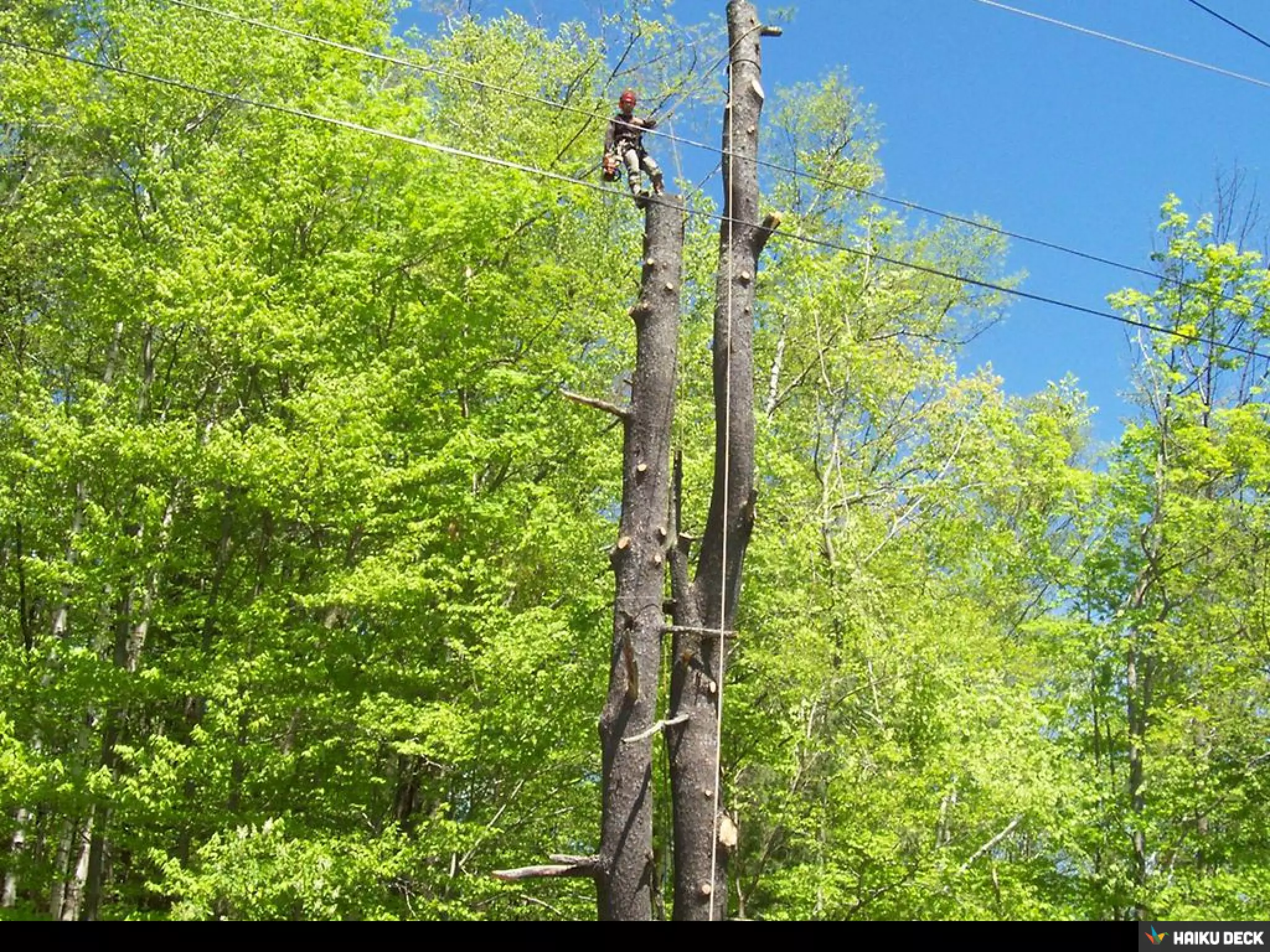 Dan Masterson Tree Care | PDF