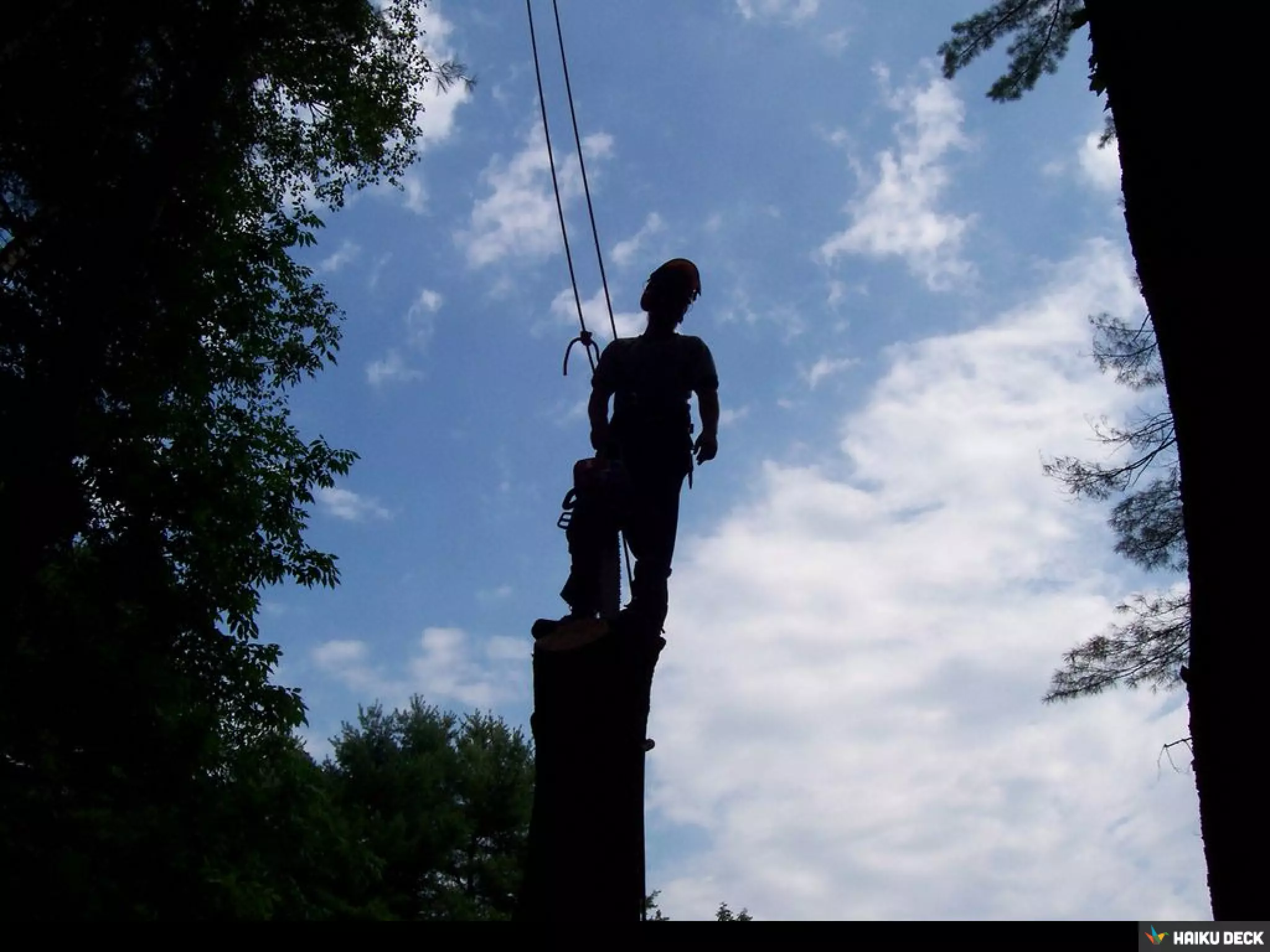 Dan Masterson Tree Care | PDF