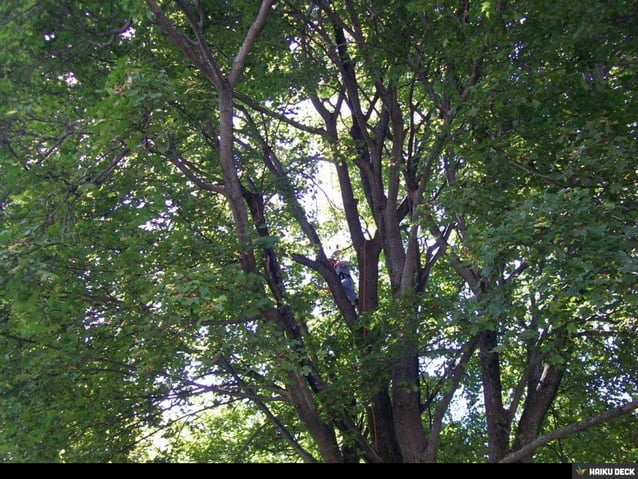 Dan Masterson Tree Care | PDF