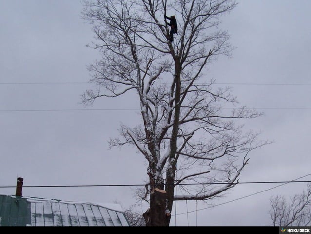 Dan Masterson Tree Care | PDF