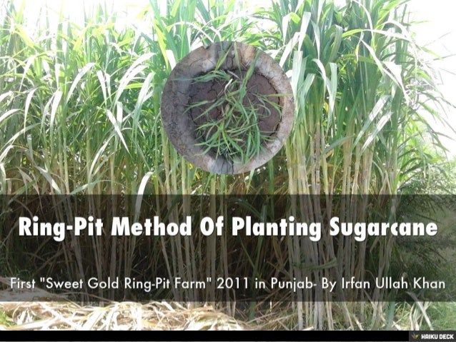 Ring Pit Method Sugarcane Cultivation – LBYJUU