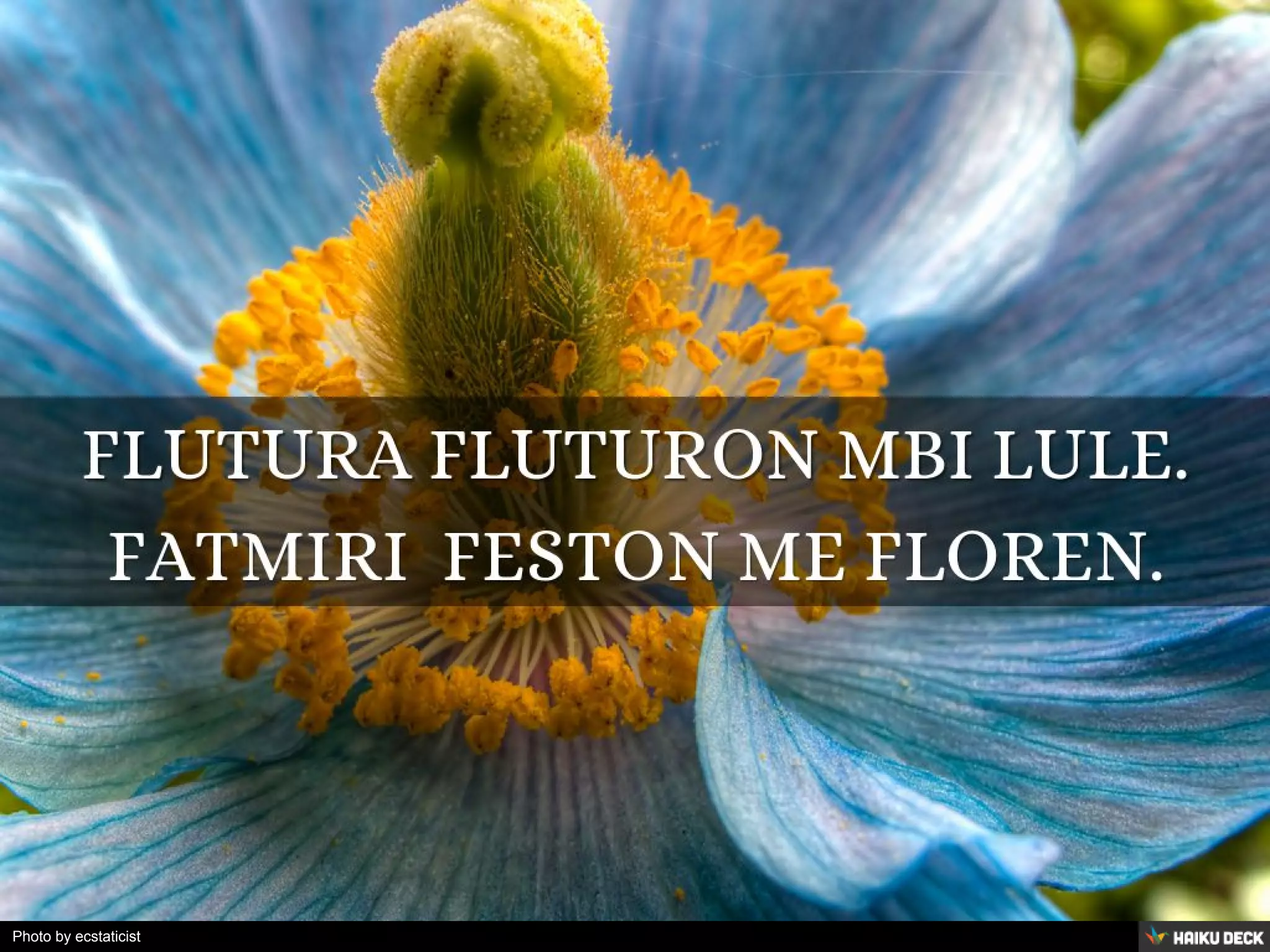 28 Nentori | PDF