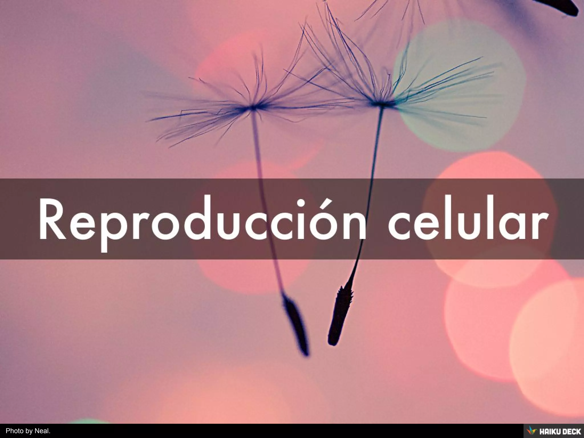 Reproducción celular | PPT