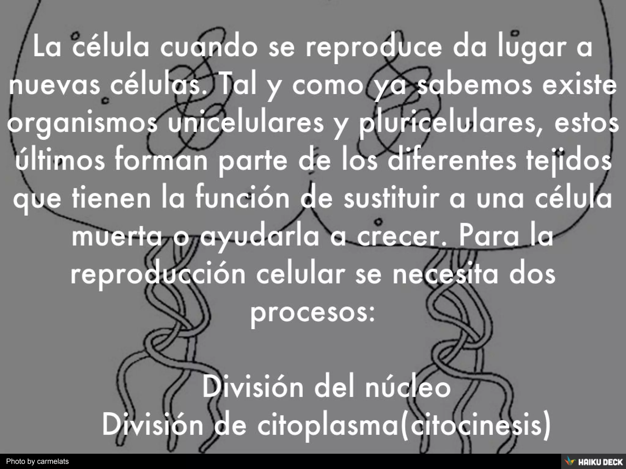 Reproducción celular | PPT