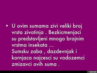 Sumski ekosistem | PPT
