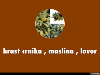 Sumski ekosistem | PPT