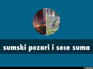 Sumski ekosistem | PPT