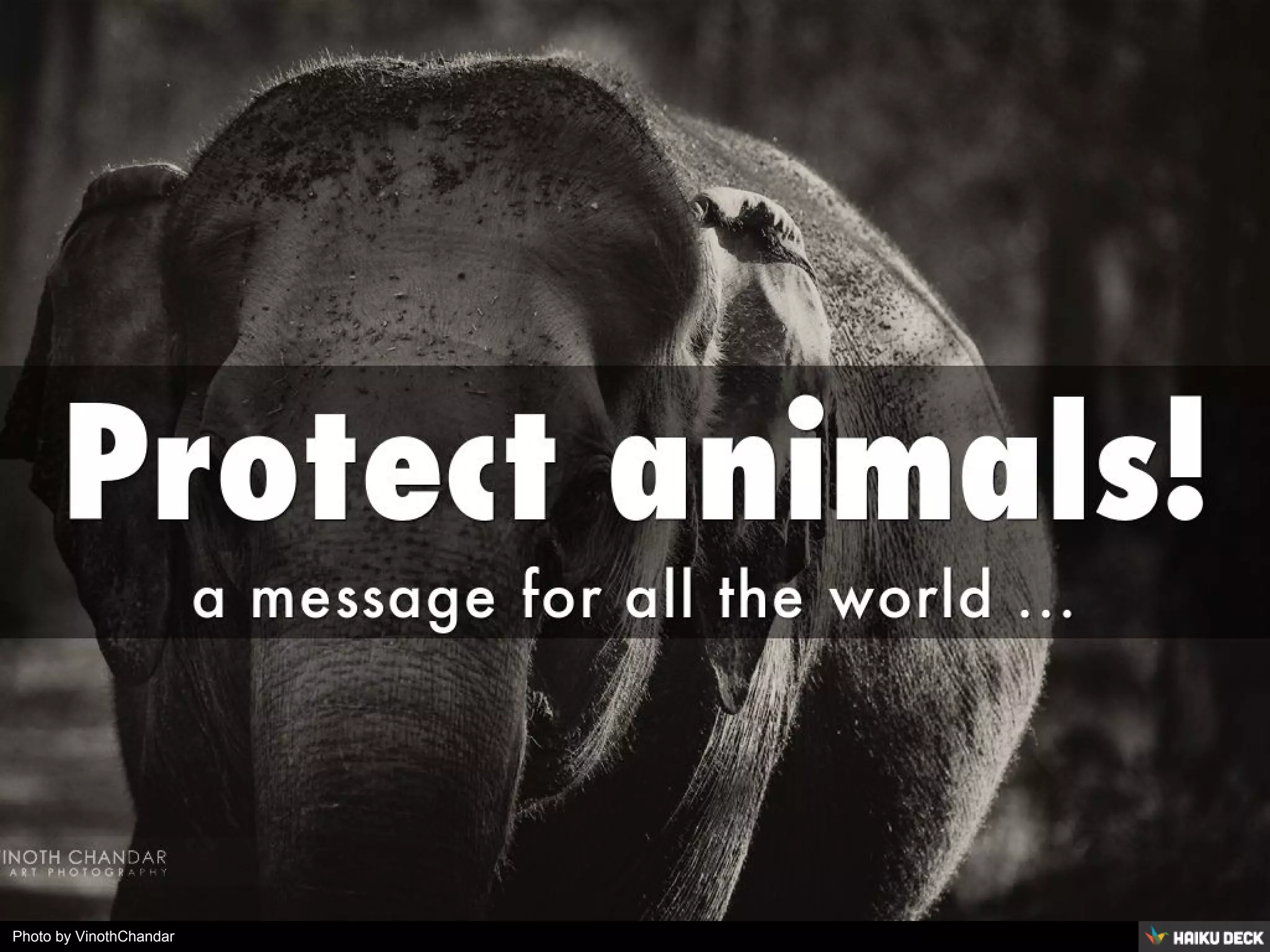 Protect animals! | PDF