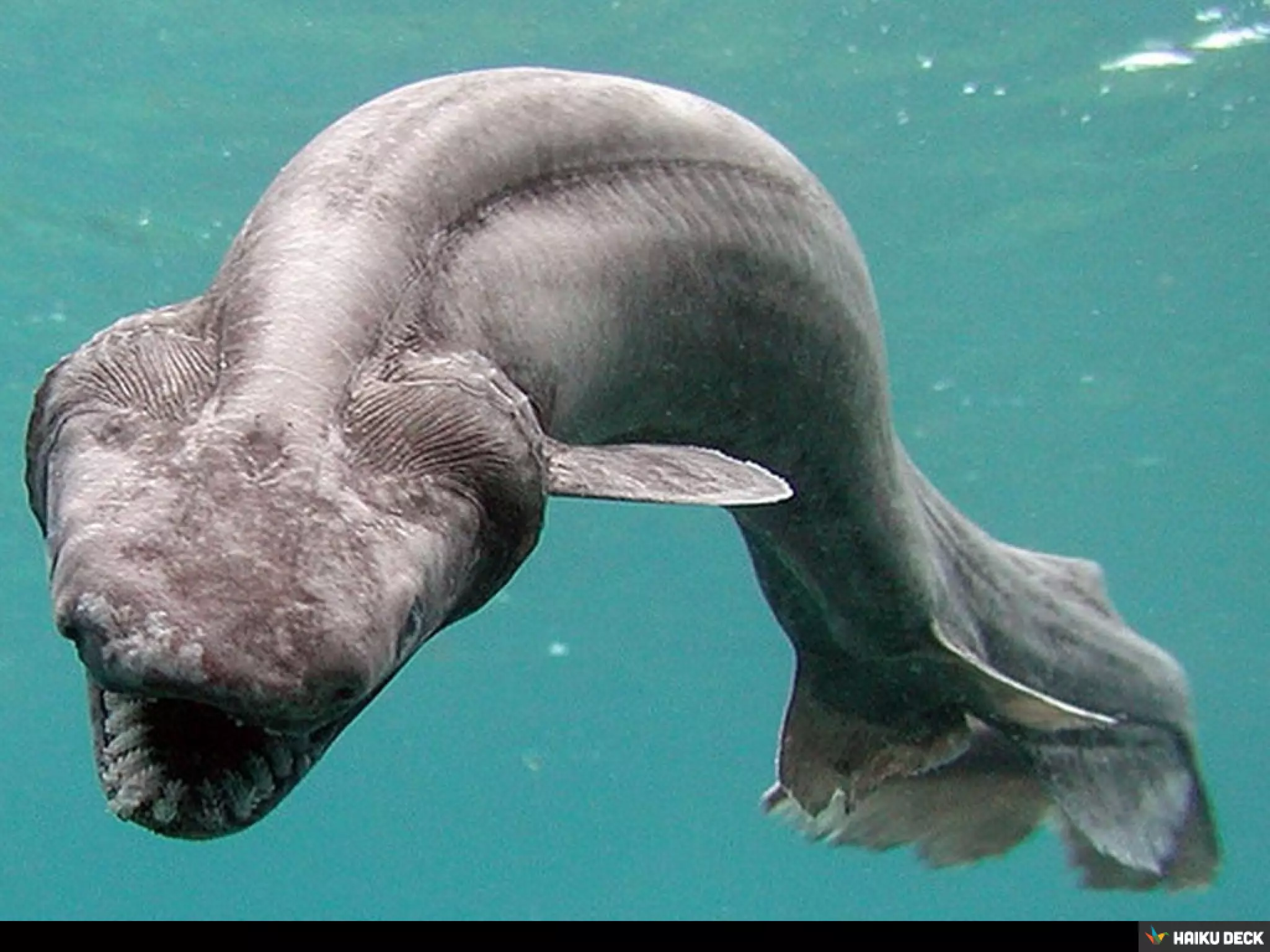 Untitled Presentation | PDF