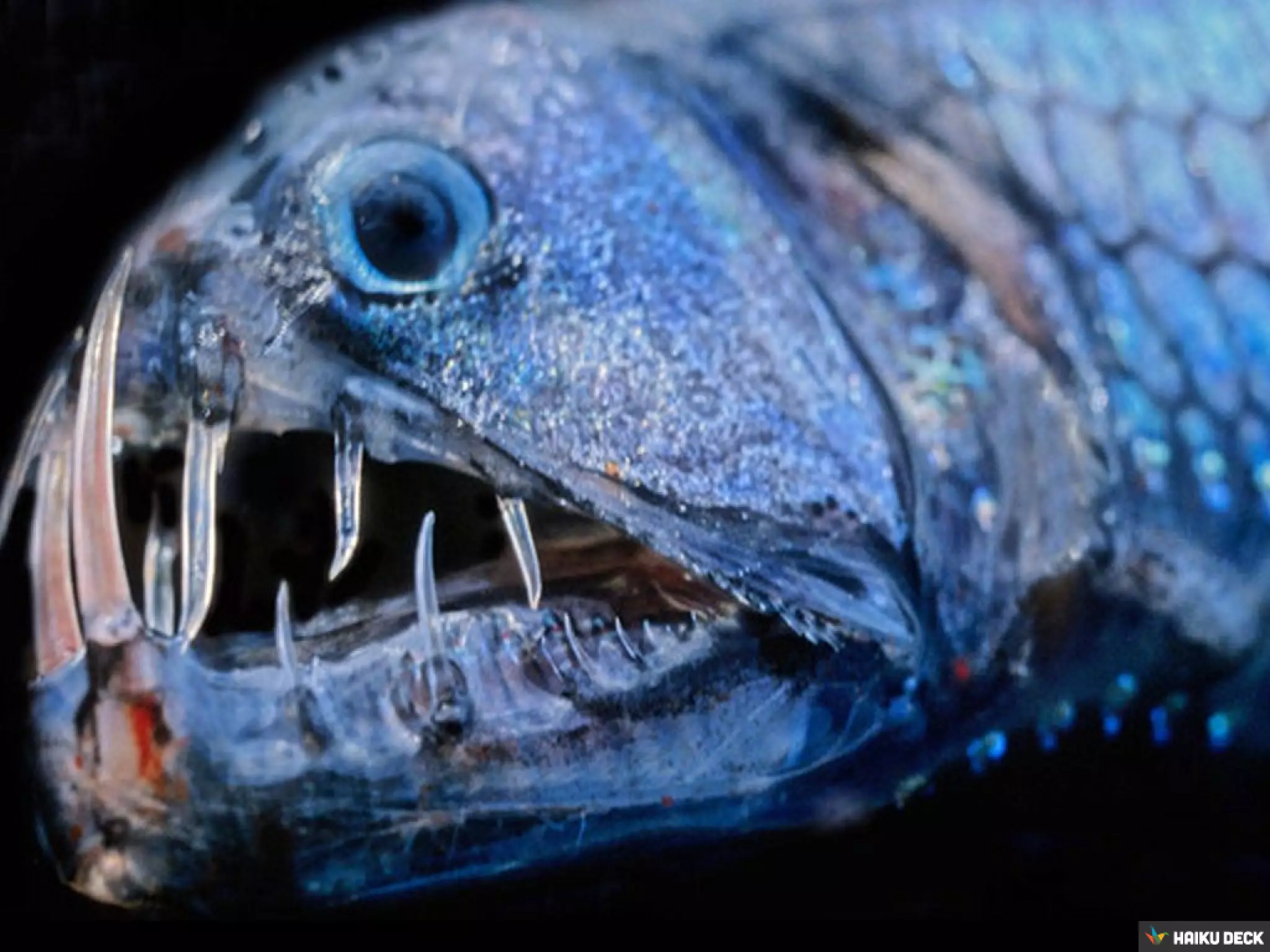 Untitled Presentation | PDF