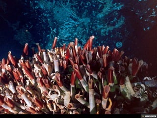 Untitled Presentation | PDF