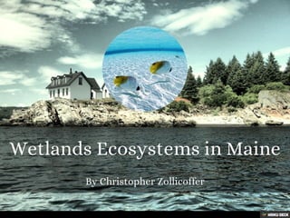 Wetlands Ecosystems | PDF