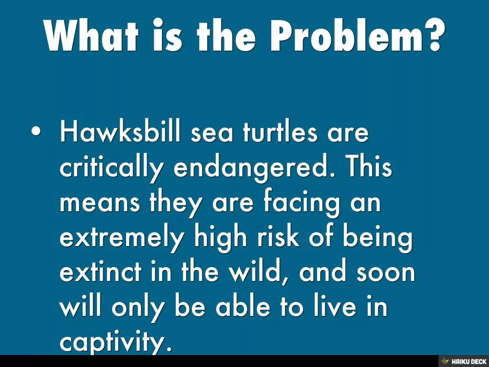 Hawksbill Sea Turtle | PPT